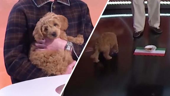 When animal World Cup predictions go wrong - ESPN Video